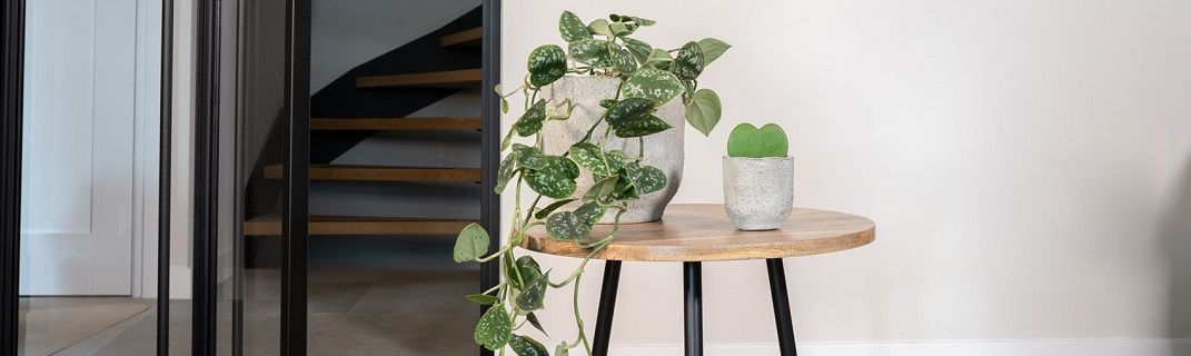 Indoor flower pots | Broad and complete range | Ter Steege