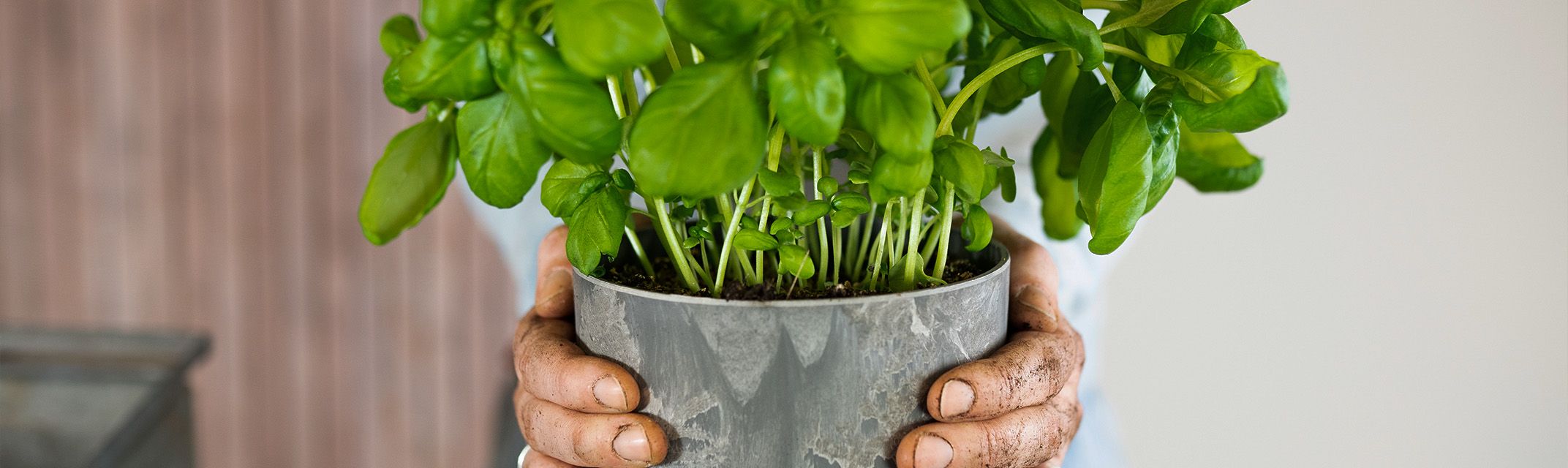 Celine | Ter Steege | Ter Steege